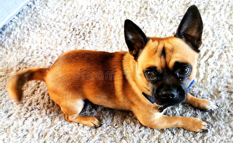 Cute chug stock photo. Image of cute, puppy, chug - 169541668