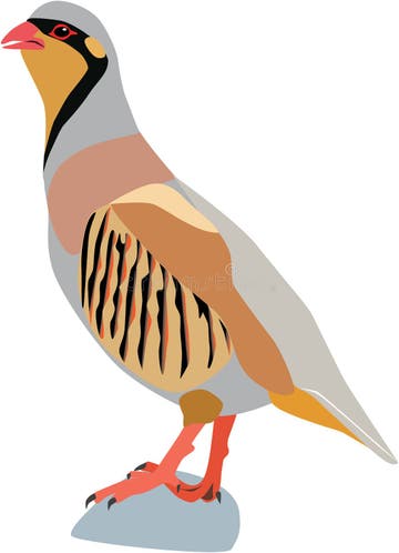 Chukar Stock Illustrations – 124 Chukar Stock Illustrations, Vectors ...