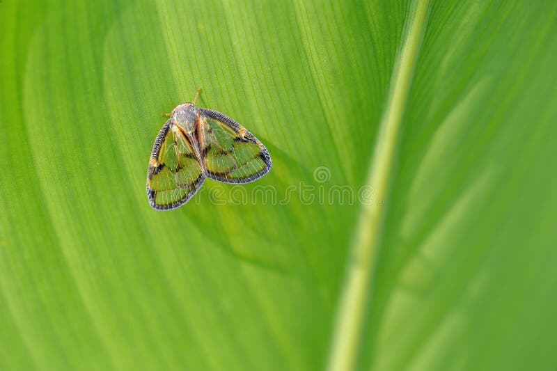A cute cicada stock image. Image of beautiful, summer - 30578083