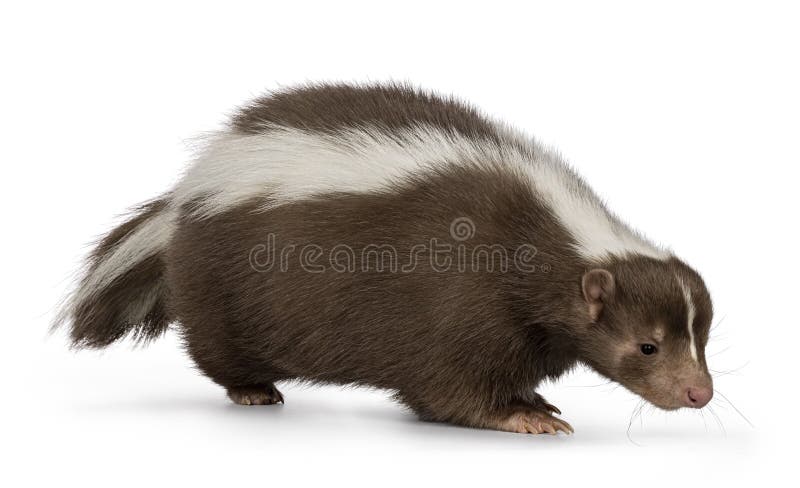 Brown Skunk on White Background Stock Image - Image of background ...