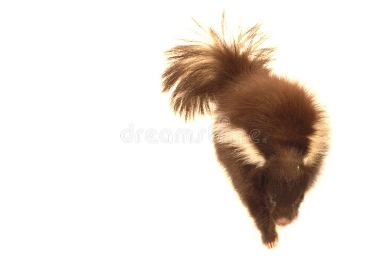 Cute Classic Brown with White Striped Young Skunk Aka Mephitis Mephitis ...