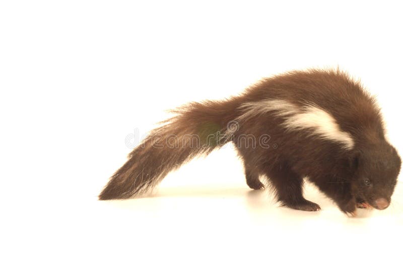 Cute Classic Brown with White Striped Young Skunk Aka Mephitis Mephitis ...