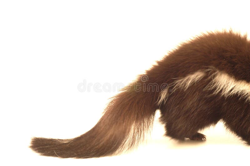 Cute Classic Brown with White Striped Young Skunk Aka Mephitis Mephitis ...