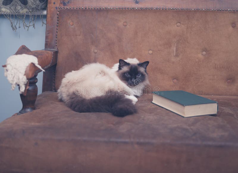Cute and Clever Cat with Book on Sofa Stock Photo - Image of smart ...