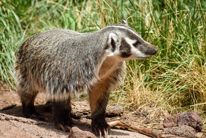 Close-up of badger face stock photo. Image of badger - 84524520
