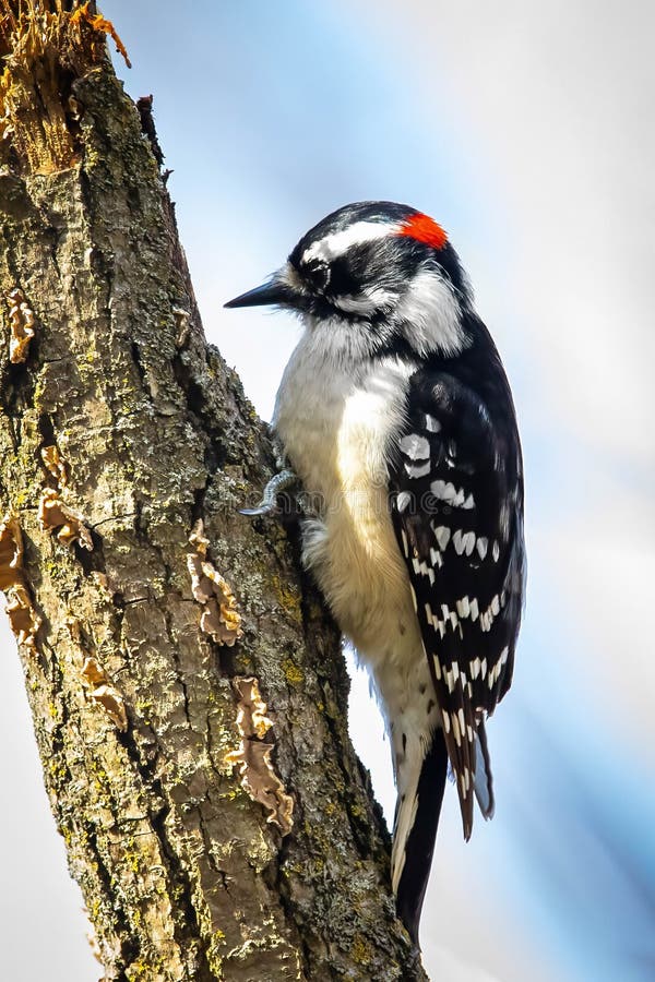 Cute Close Up Downy Woodpecker Portrait Stock Photo - Image of vivid ...