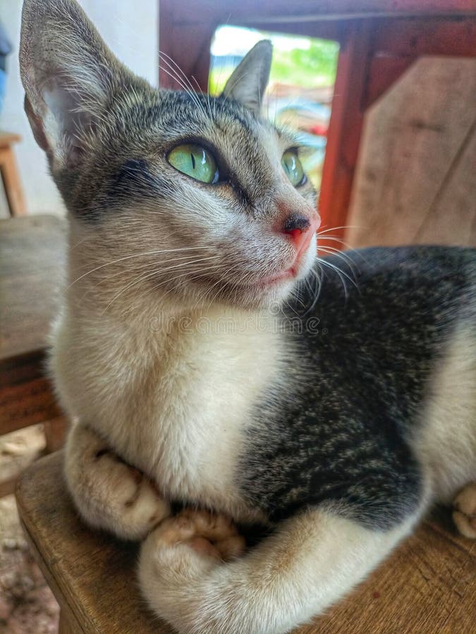 Cute Close Up Photo of a Cat Relaxing on a Bench Stock Photo - Image of ...