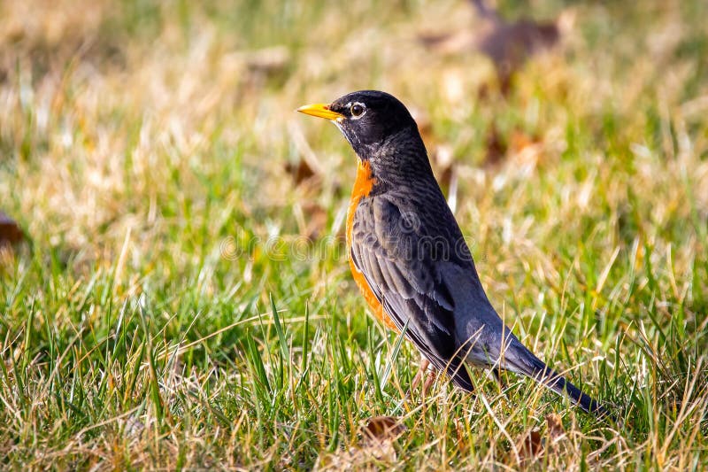 Cute Close Up Robin Bird Portrait Stock Photo - Image of spring ...