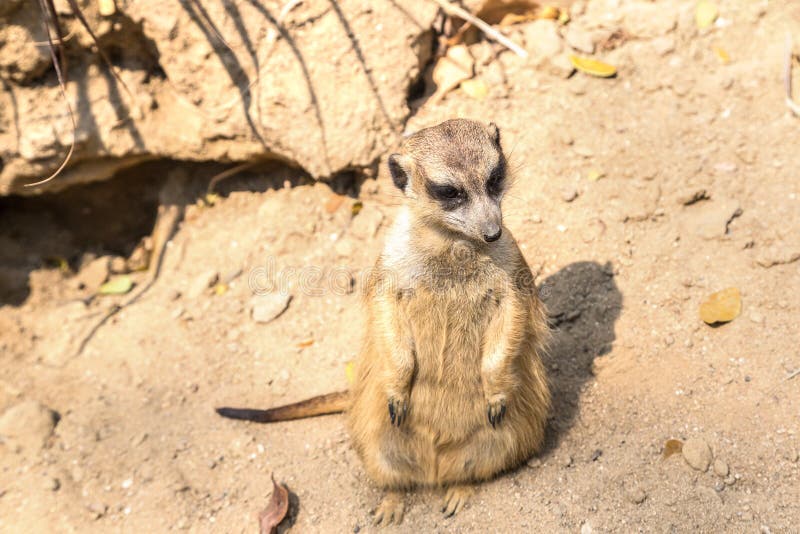 Cute close up surikat stock image. Image of standing - 185446359