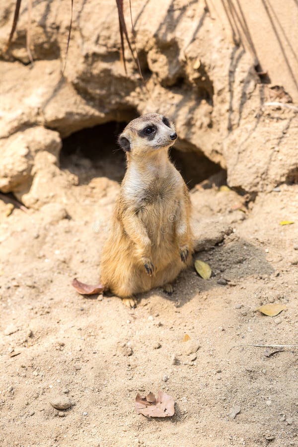 177 Surikat Photos - Free & Royalty-Free Stock Photos from Dreamstime