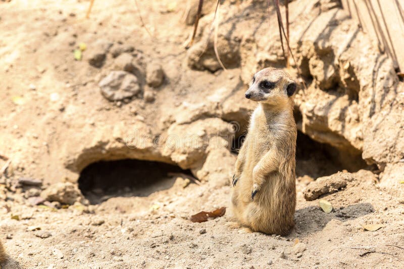 Cute close up surikat stock image. Image of portrait - 187230527