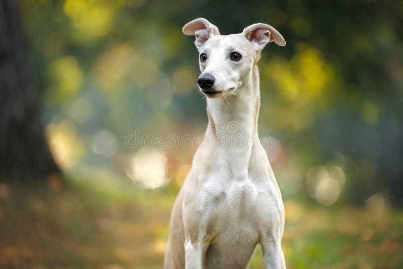 Cute Close Up Whippet Dog Portrait Outdoors Stock Image - Image of ...