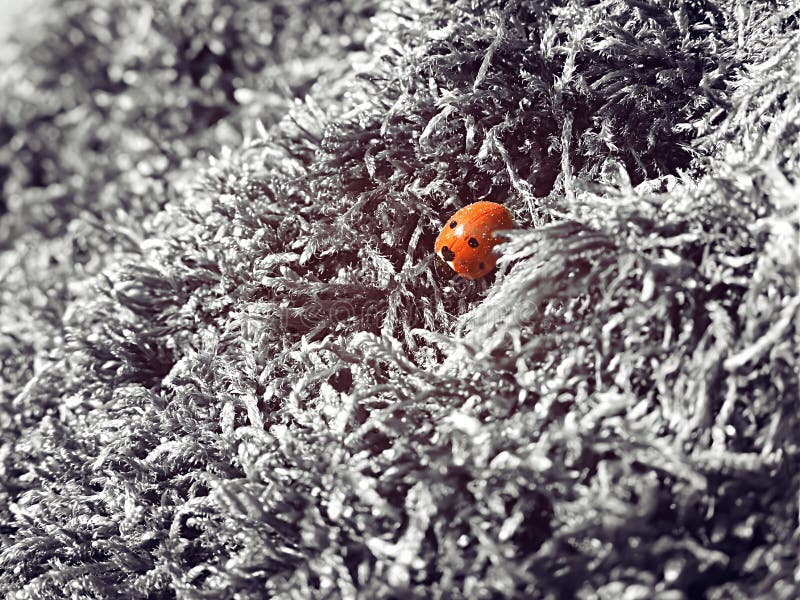 Cute closeup of a ladybug stock image. Image of tree - 261238987