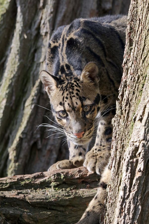 Clouded leopard stock image. Image of pattern, strong - 123381037