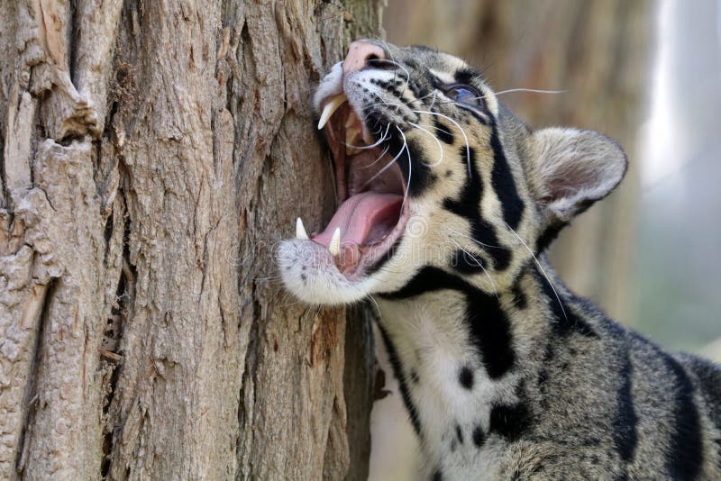 Clouded leopard portrait stock image. Image of spot - 123379397