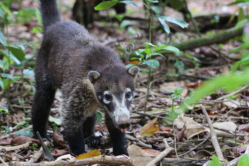 Coati Walking in the Forest. Corcovado National Park, Costa Rica. Stock ...