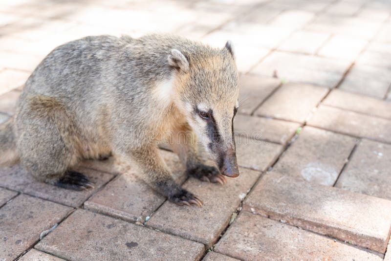 A cute Coati stock image. Image of environment, long - 216816343