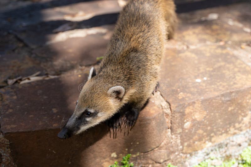 A cute Coati stock image. Image of animal, long, nature - 216816163