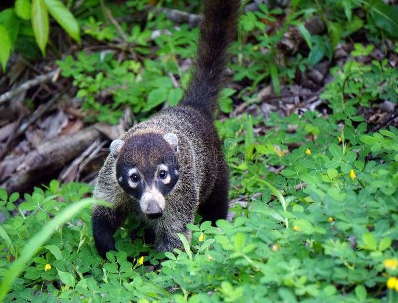 Cute Coati Walking through the Jungle Stock Photo - Image of leaf ...