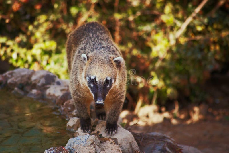 Cute Coati Wild Animal Closeup Stock Image - Image of coatimundi ...
