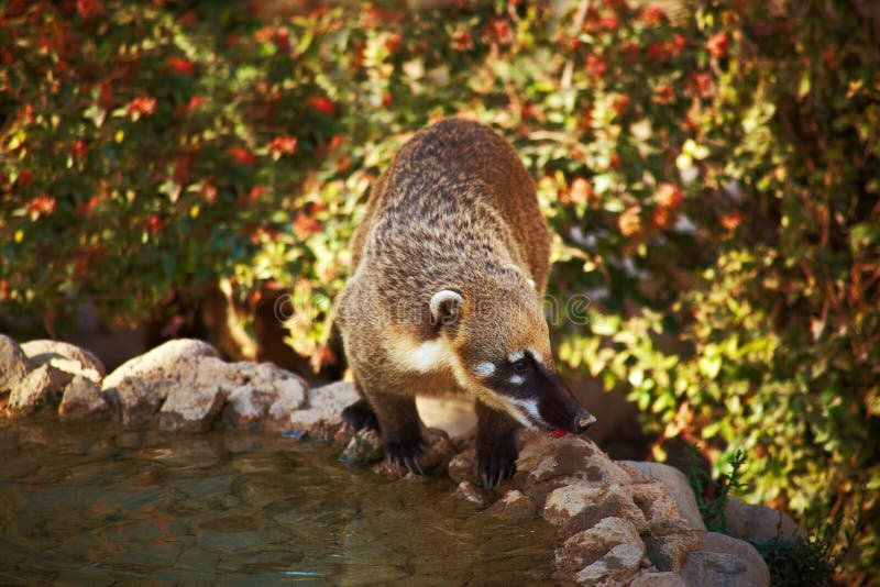 Cute Coati Wild Animal Closeup Stock Photo - Image of koati, central ...