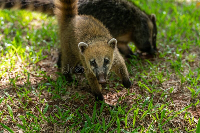 A cute Coati stock photo. Image of nature, branch, hunter - 216816506