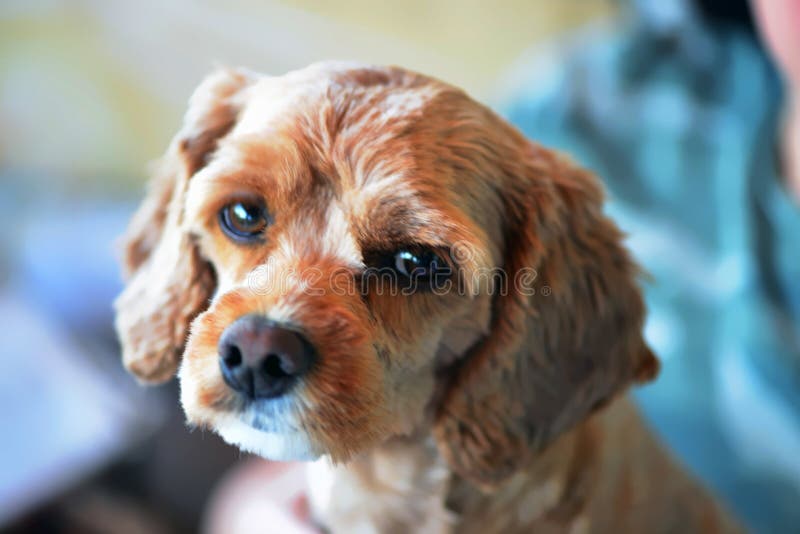 Cockapoo dog stock photo. Image of single, stares, portrait - 247879238