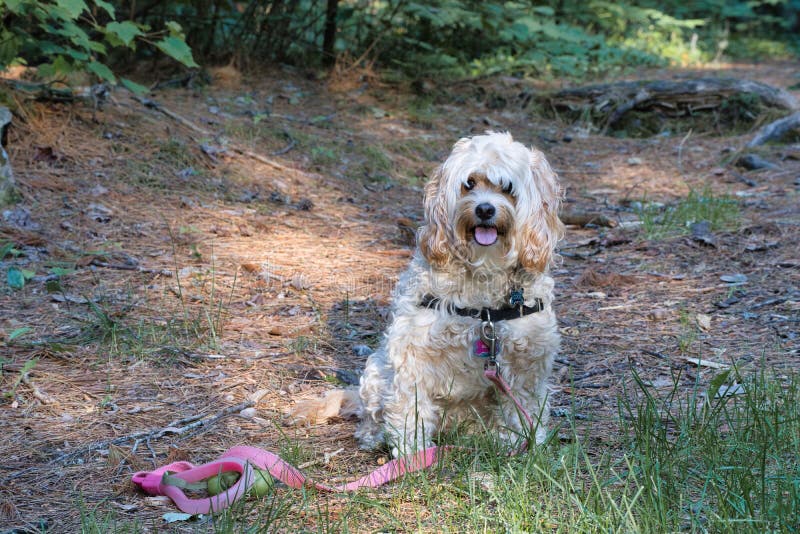 Cute Cockapoo Dog in the Woods. Stock Photo - Image of white, happy ...