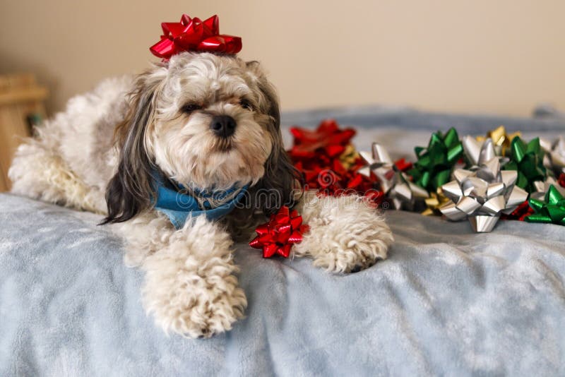 Cute Cockapoo Doggie with Bows Stock Photo - Image of little, cockapoo ...