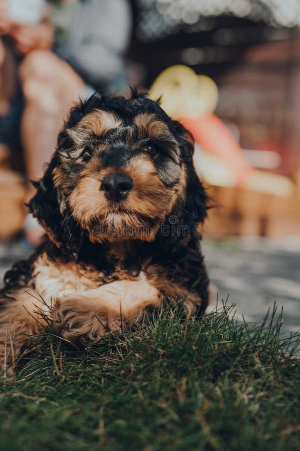 Cute Cockapoo Puppy Relaxing in the Garden, Looking at the Camera Stock ...