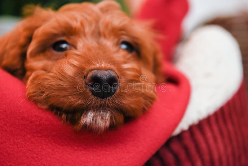 698 Cute Cockapoo Stock Photos - Free & Royalty-Free Stock Photos from ...
