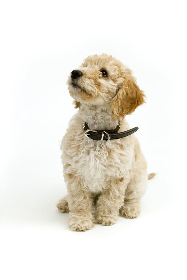 Cockapoo and White Trilliums Stock Image - Image of sitting, cocker ...