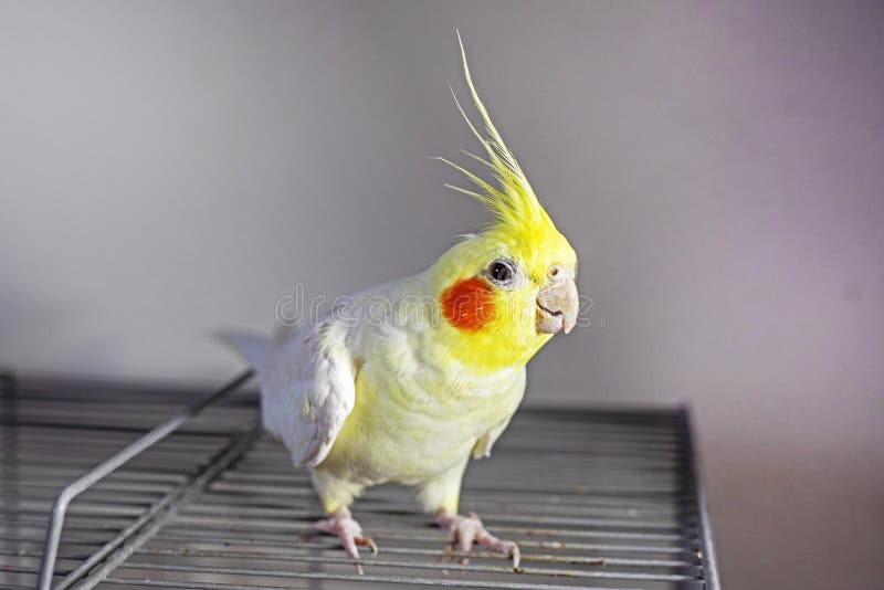 Cute Cockatiel.Home Pet Parrot.pet Parrot Portrait.Funny Parrot ...