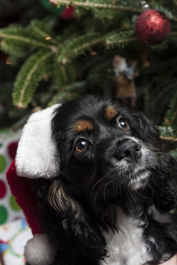 A Cute Cocker Spaniel in Front of a Christmas Tree with a Santa Stock ...