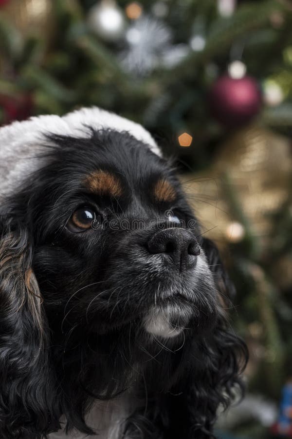 A Cute Cocker Spaniel in Front of a Christmas Tree with a Santa Stock ...