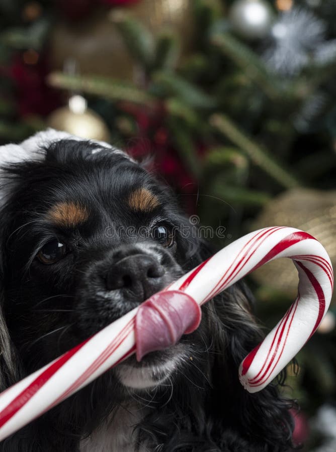 A Cute Cocker Spaniel in Front of a Christmas Tree with a Santa Stock ...