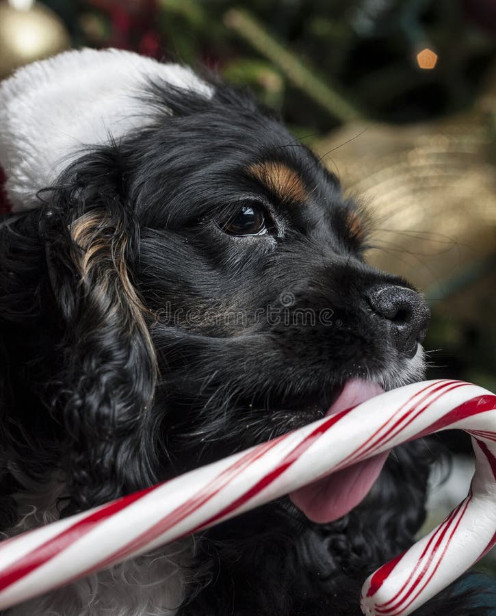 A Cute Cocker Spaniel in Front of a Christmas Tree with a Santa Stock ...