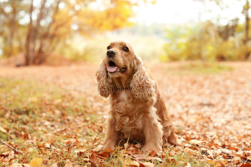 Cute Cocker Spaniel in Park Stock Photo - Image of nature, funny: 129848834