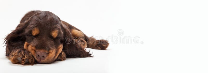 Cute Cocker Spaniel Puppy Dog Sleeping Stock Photo - Image of young ...