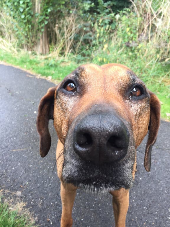 Cute cog stock image. Image of cute, beautiful, eyes - 95385689