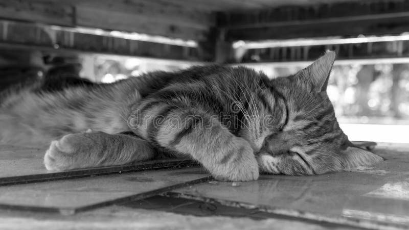 A Cute Coiled Yellow Cat Sleeping in the Canopy. Stock Photo - Image of ...