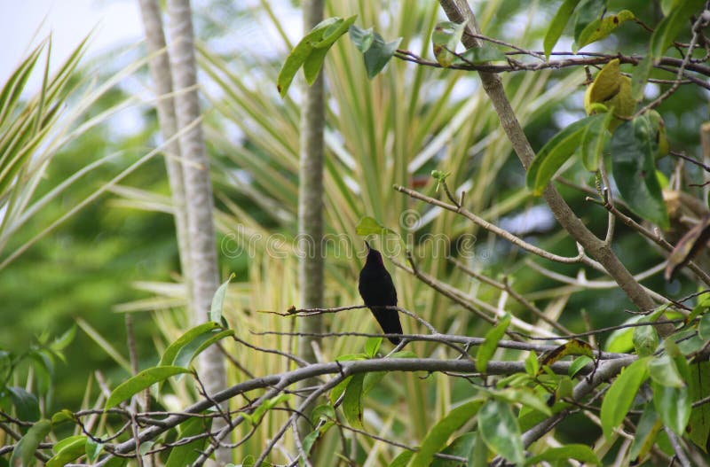 Cute colibri on tree stock photo. Image of colibri, luxuriate - 133782430