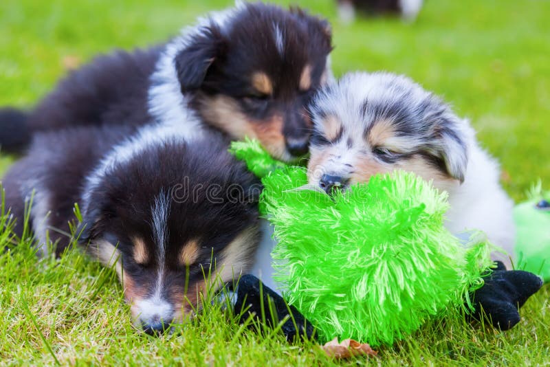 Cute Collie puppies stock photo. Image of lazy, collie - 64012474