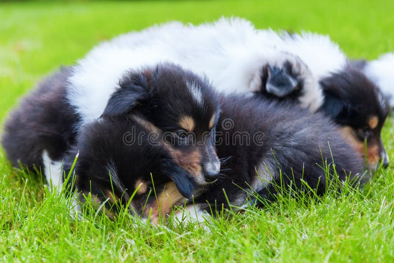 Cute Collie puppies stock image. Image of animal, meadow - 64012531
