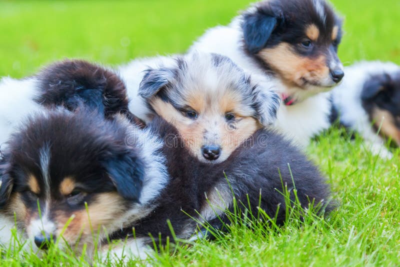 Cute Collie puppies stock photo. Image of pets, lazy - 64012544
