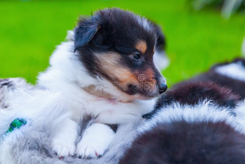 Cute Collie puppies stock photo. Image of dogs, breed - 64012588
