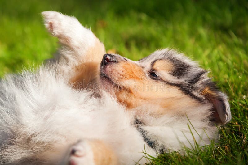 Cute collie puppy stock image. Image of grass, portrait - 64012103