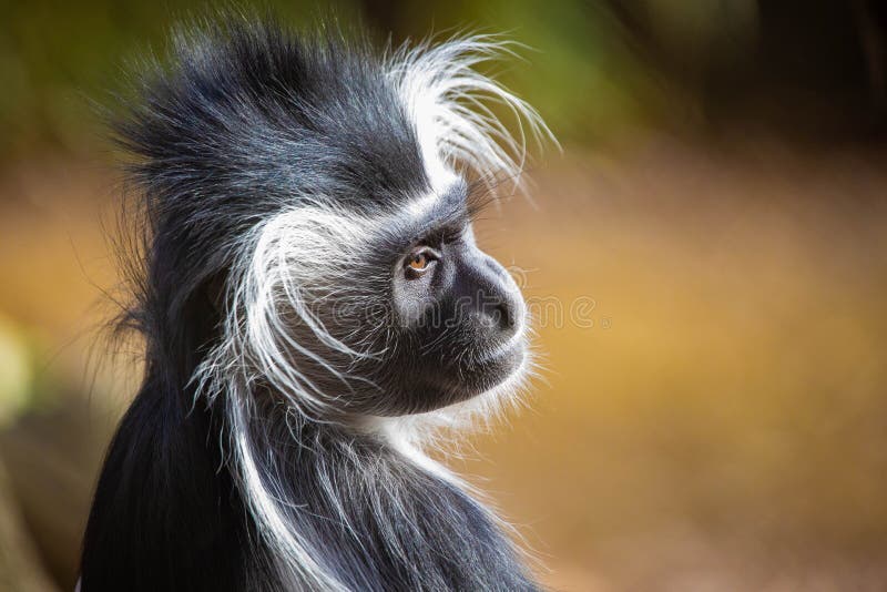 Cute Colobus Monkey Head Close Up Portrait Stock Photo - Image of happy ... Cute Colobus Monkey Head Close Up Portrait Stock Photo - Image of happy ...