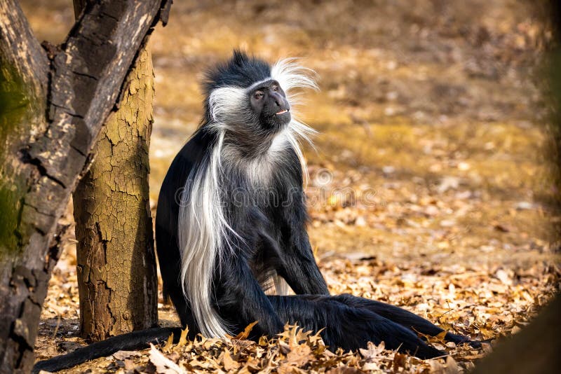 Cute Colobus Monkey Sitting Under Tree Portrait Stock Image - Image of ...