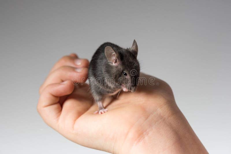 Cute Color Mouse on a Girls Hand Stock Photo - Image of domestic ...